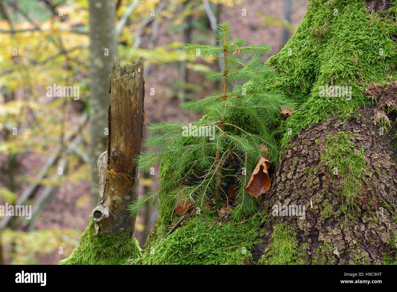 Little spruce, which grows on a tree Stock Photo - Alamy