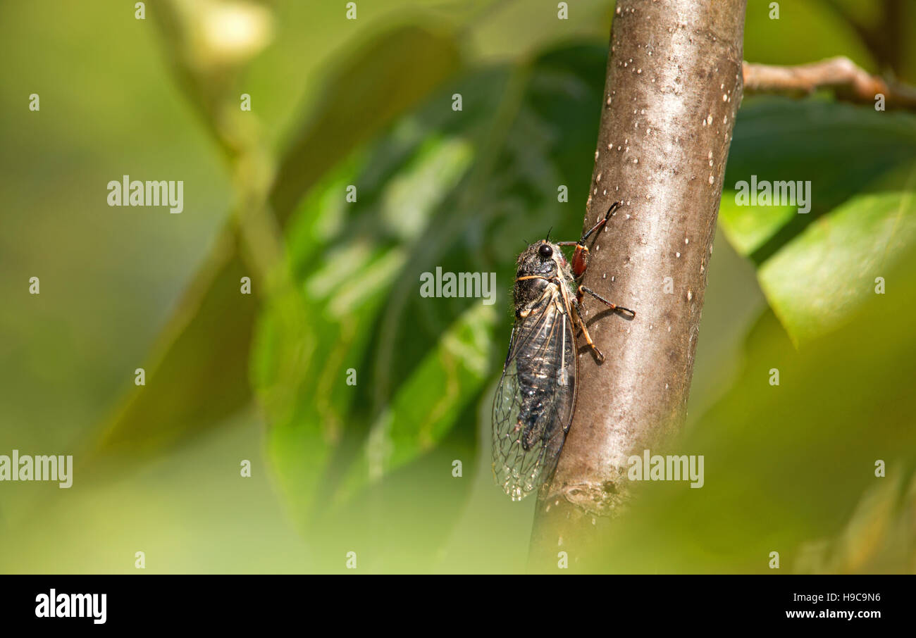 Cicada on a tree branch Stock Photo - Alamy