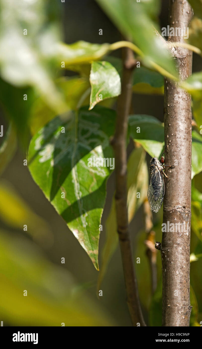 Cicada on a tree branch in the West Kootenays, British Columbia Stock ...