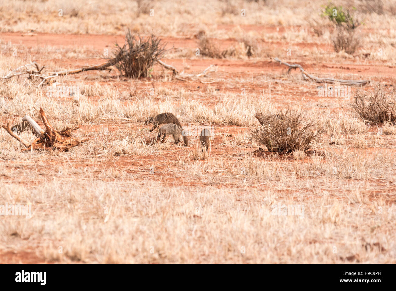 A group of hunting Banded Mongooses Stock Photo - Alamy