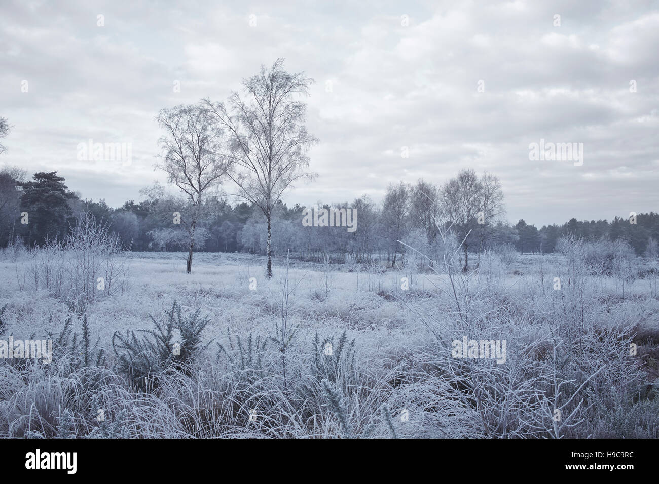 Horsell common hi-res stock photography and images - Alamy