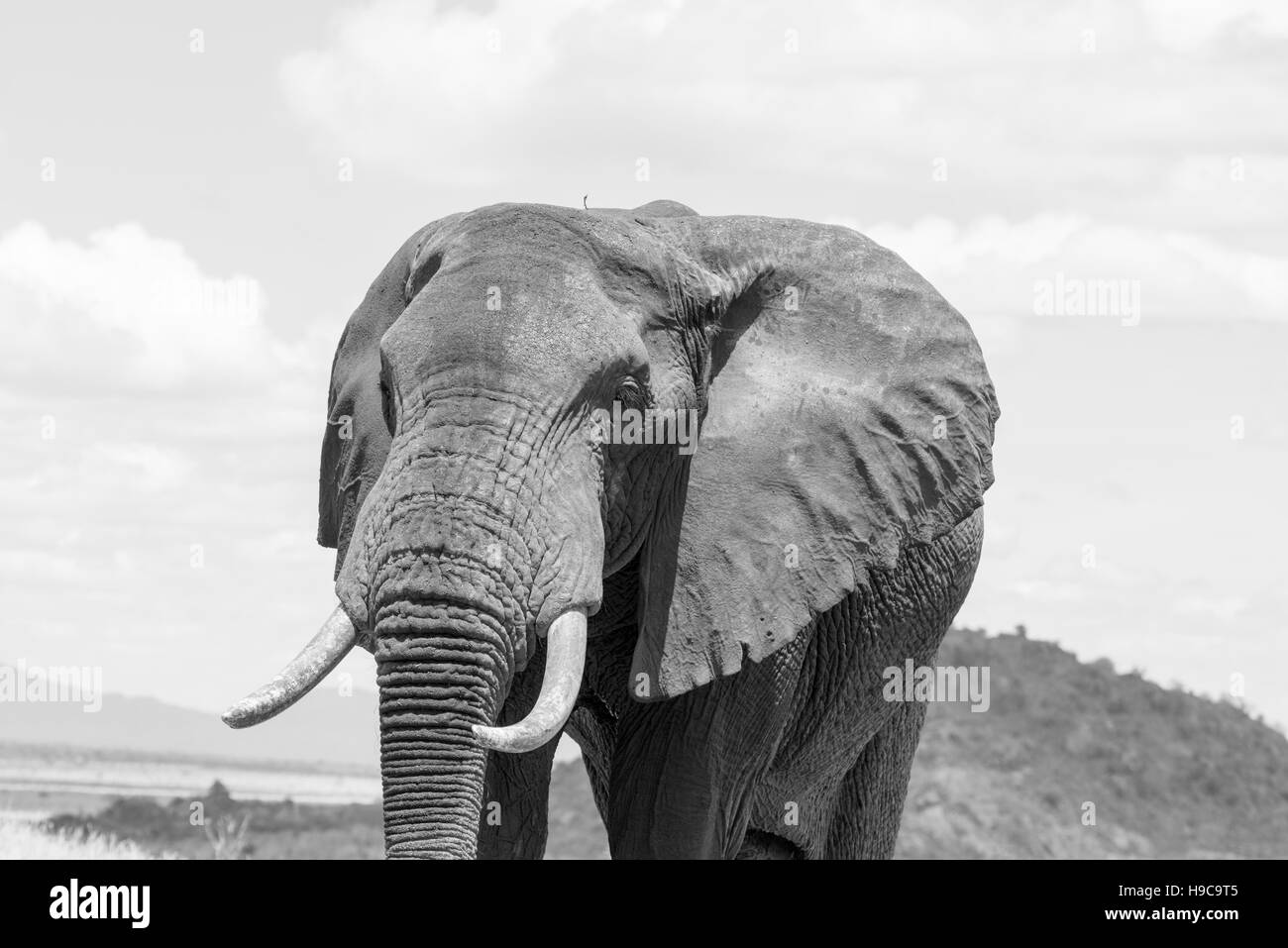 History head shot close up Black and White Stock Photos & Images - Alamy