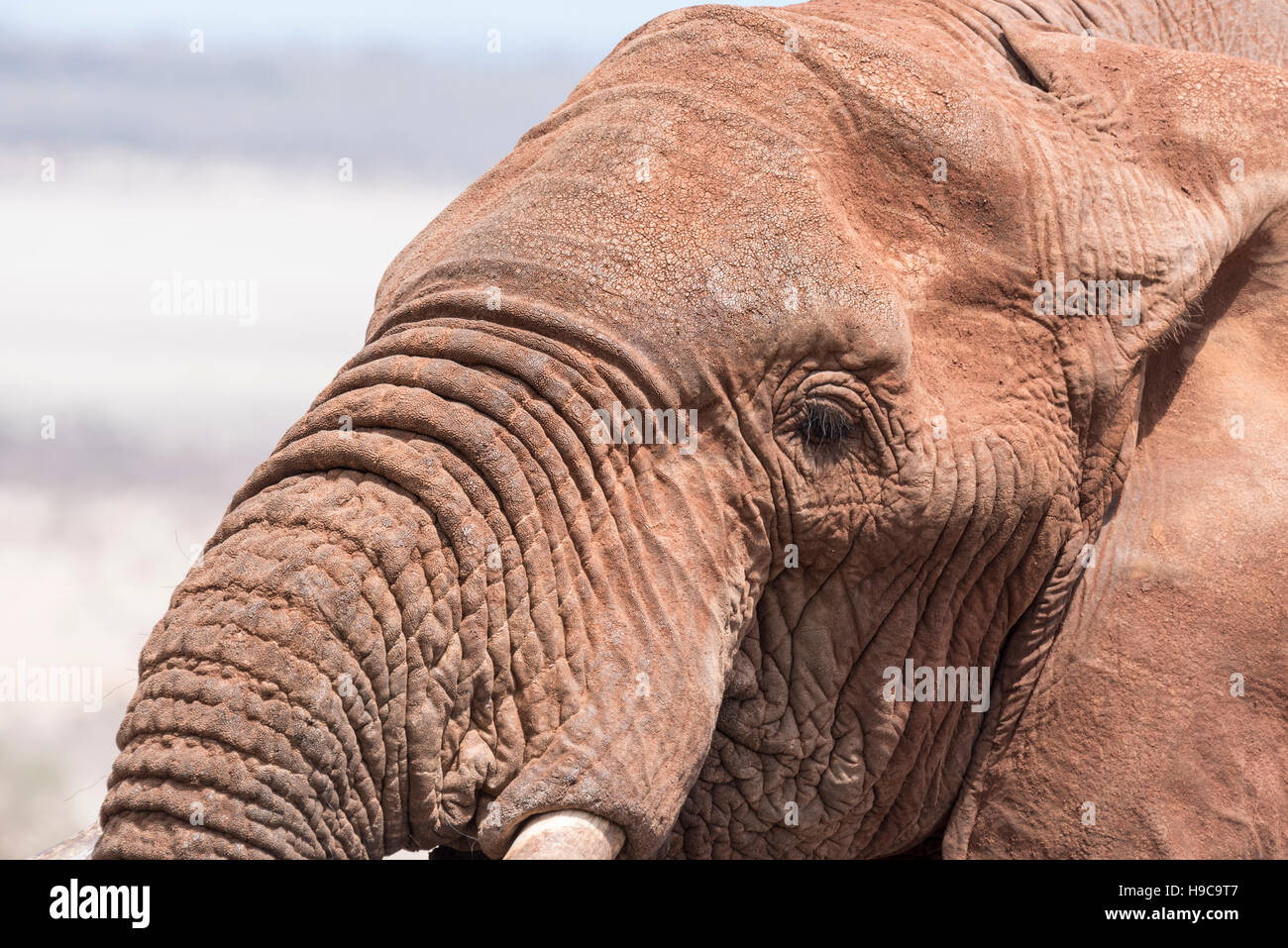 A close up of an elephant's head Stock Photo - Alamy