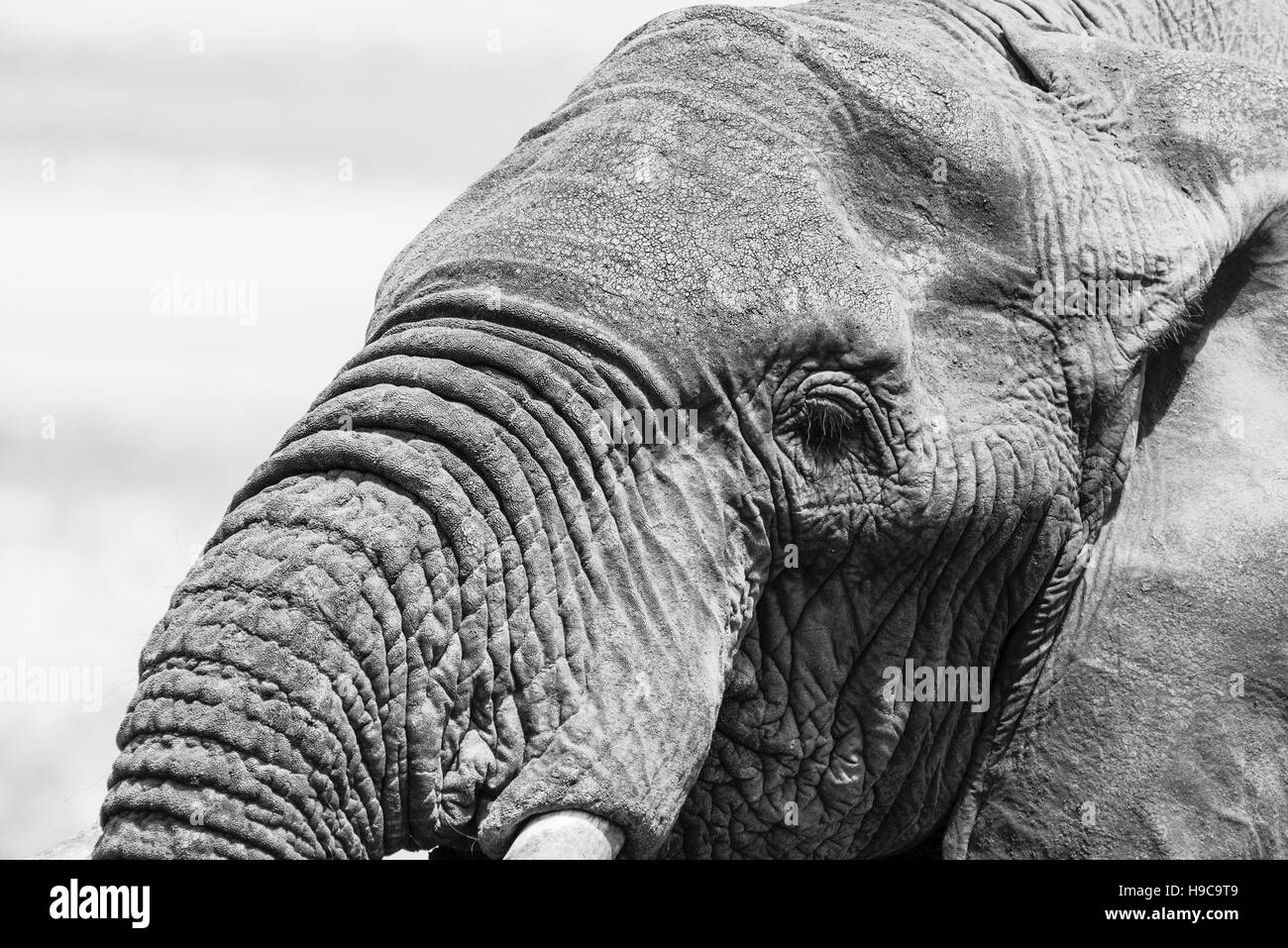 History head shot close up Black and White Stock Photos & Images - Alamy