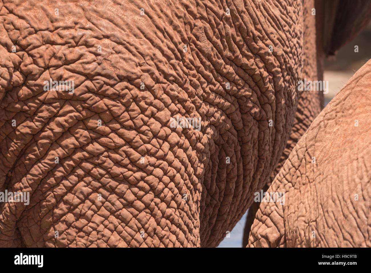A close up of an elephant's skin Stock Photo - Alamy