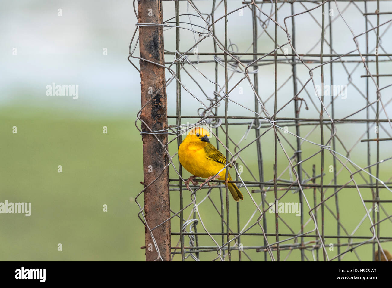 A male Taveta Golden Weaver perched on a waste bin Stock Photo - Alamy