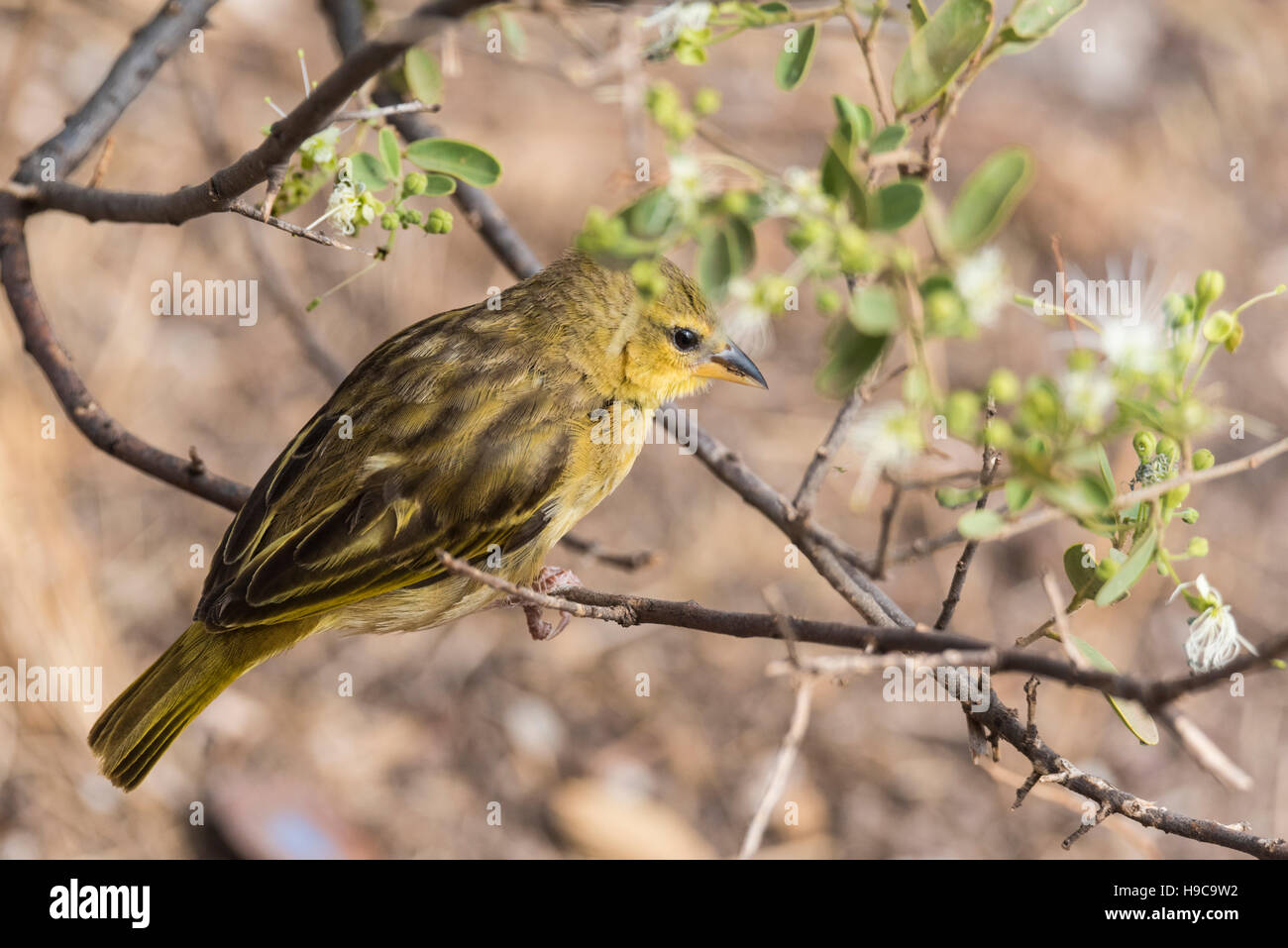 Female taveta golden weaver hi-res stock photography and images - Alamy