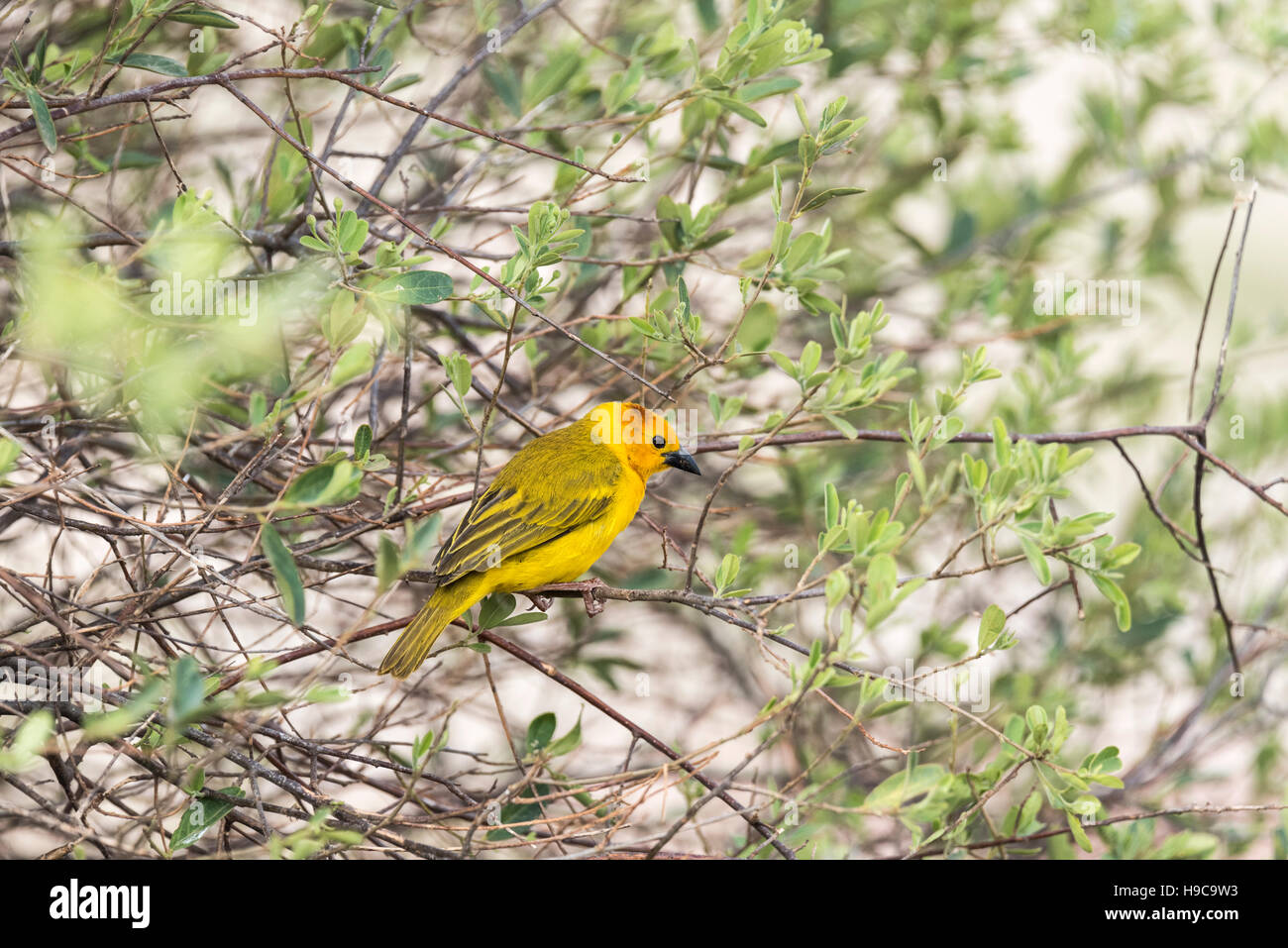 Taveta Golden Weaver High Resolution Stock Photography and Images - Alamy