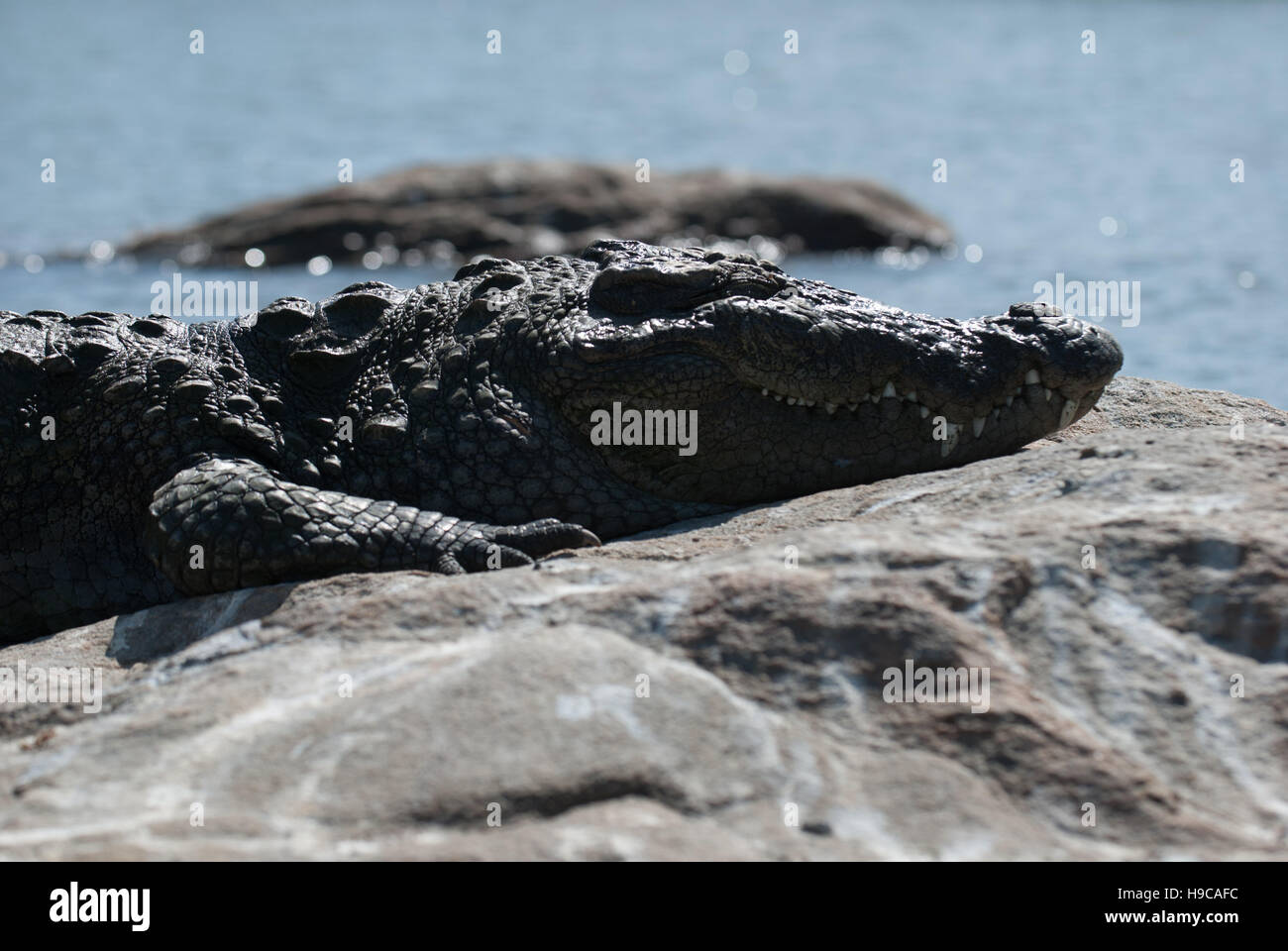 Resting Crocodile High Resolution Stock Photography and Images - Alamy