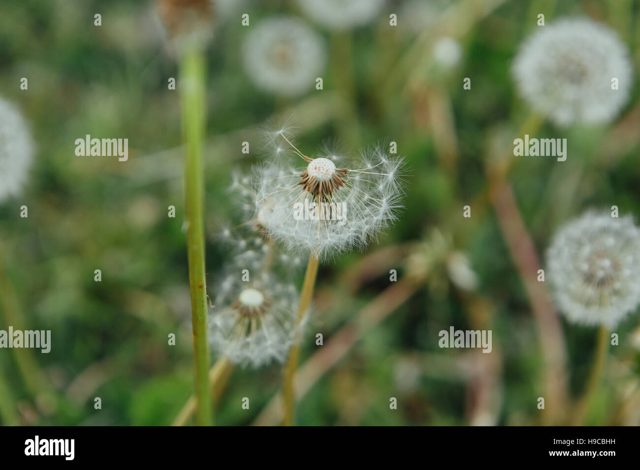 Air dandelions on a green field. Spring background Stock Photo - Alamy