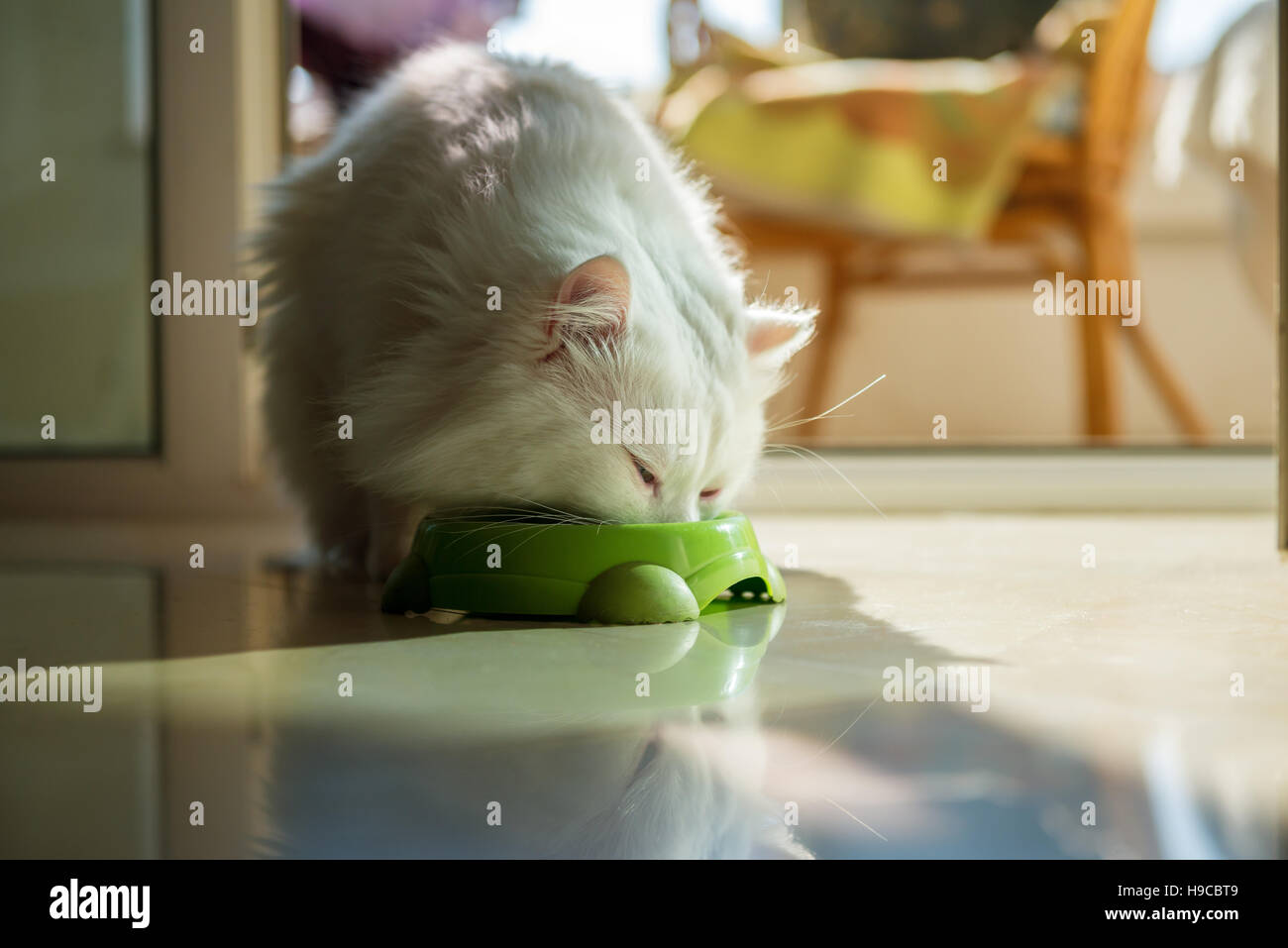 White persian cat eating Stock Photo - Alamy