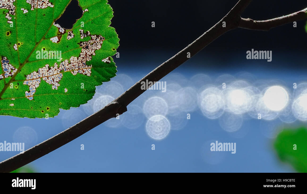 End leaf hi-res stock photography and images - Alamy