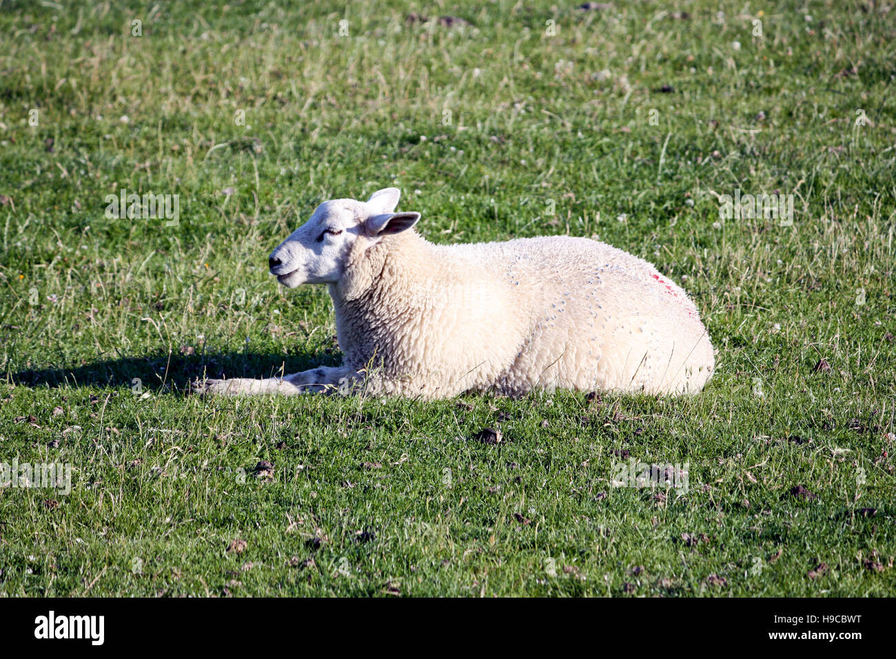 Sheep relaxing on dike Stock Photo - Alamy