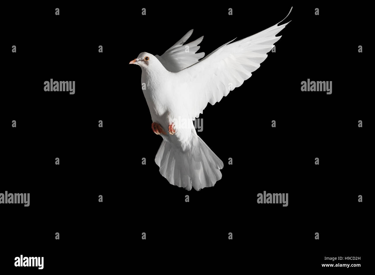 homing pigeon with spread wings isolated on black,postal dove, symbol ...
