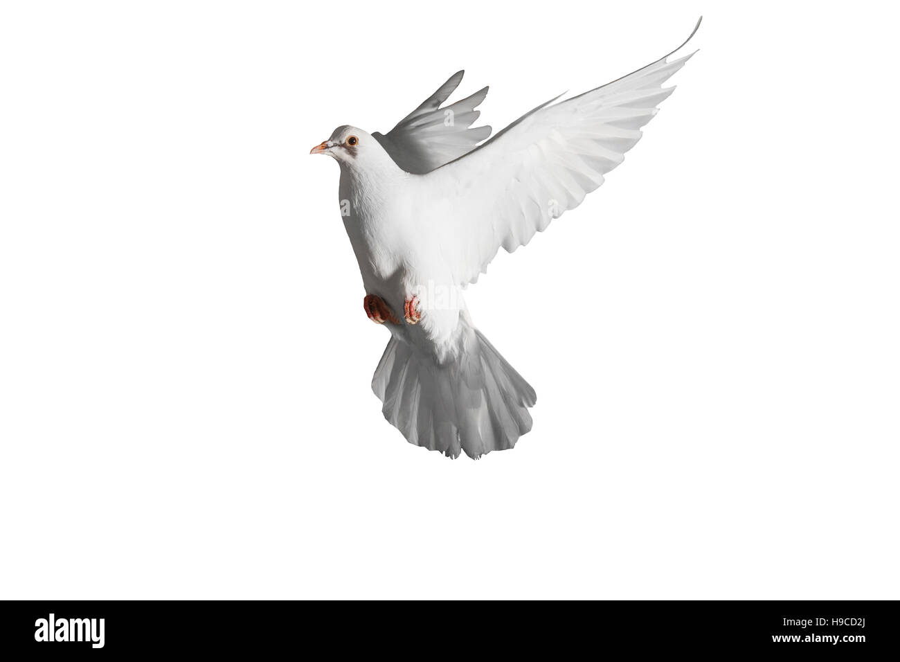 homing pigeon with spread wings isolated on white,postal dove, symbol ...