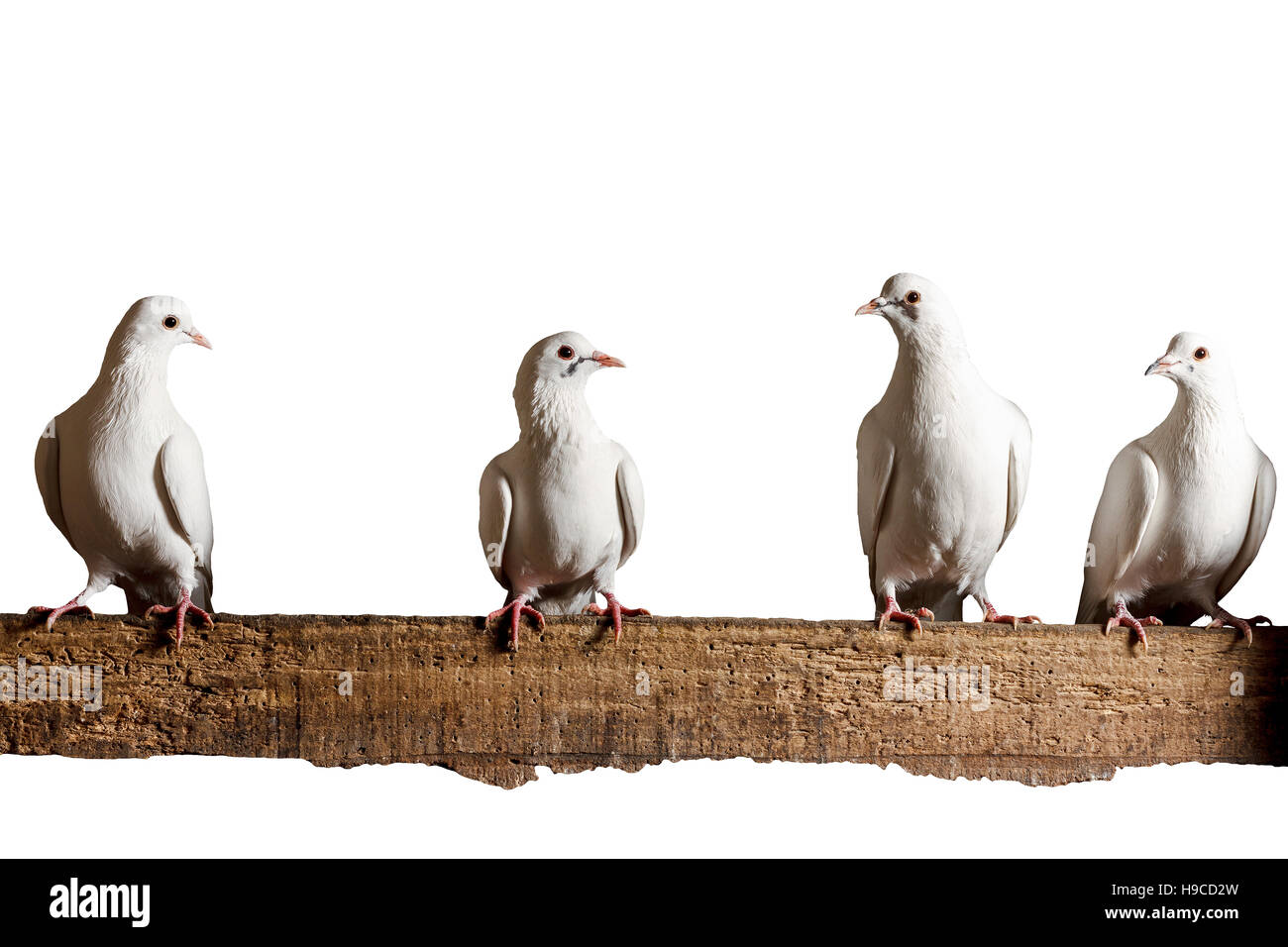 four white dove sitting on the chalkboard isolated on white,postal dove ...