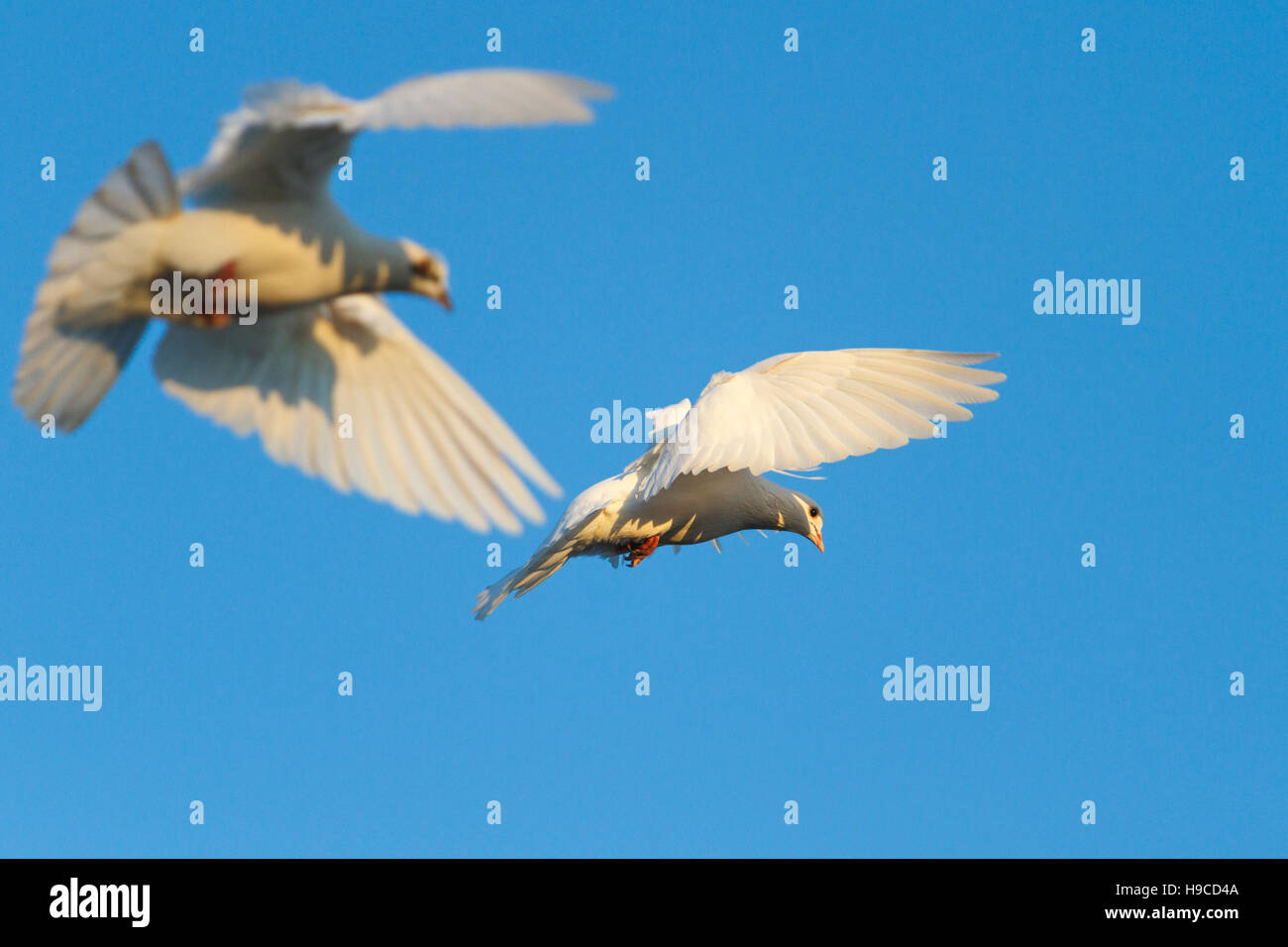 two white doves on a blue sky,farm animals, poultry Stock Photo - Alamy