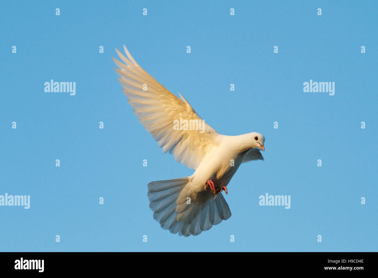 white dove flying at sunset in golden rays,postal dove, symbol of peace ...