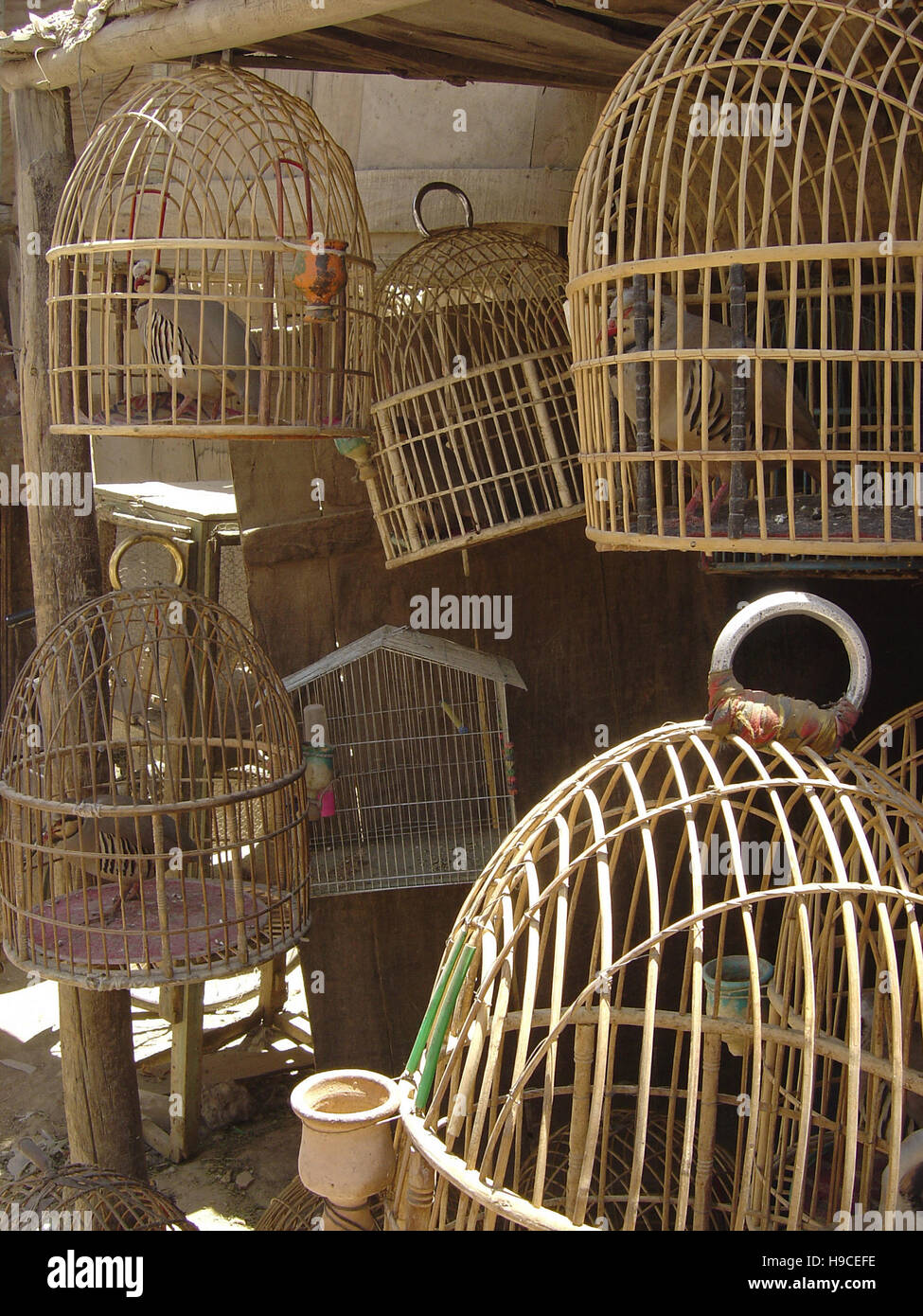 28th May 2004 Chukar partridges in handmade wooden cages inside the ...