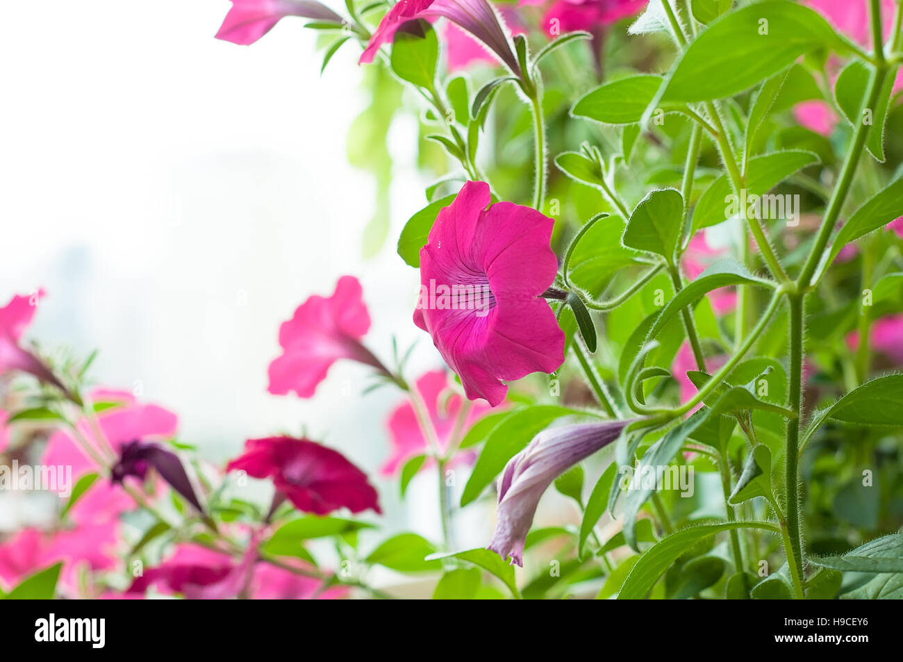 Variegated Petunia High Resolution Stock Photography and Images - Alamy