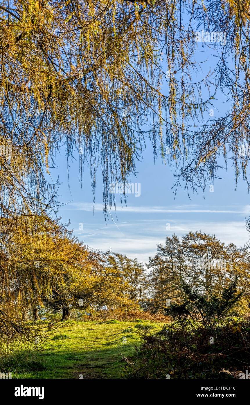 Larch trees in Autumn Stock Photo - Alamy