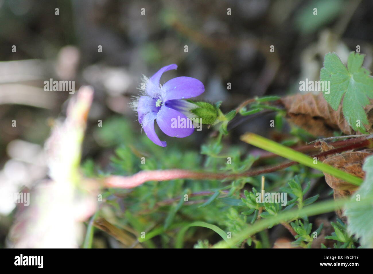 Closeup shot hi-res stock photography and images - Alamy