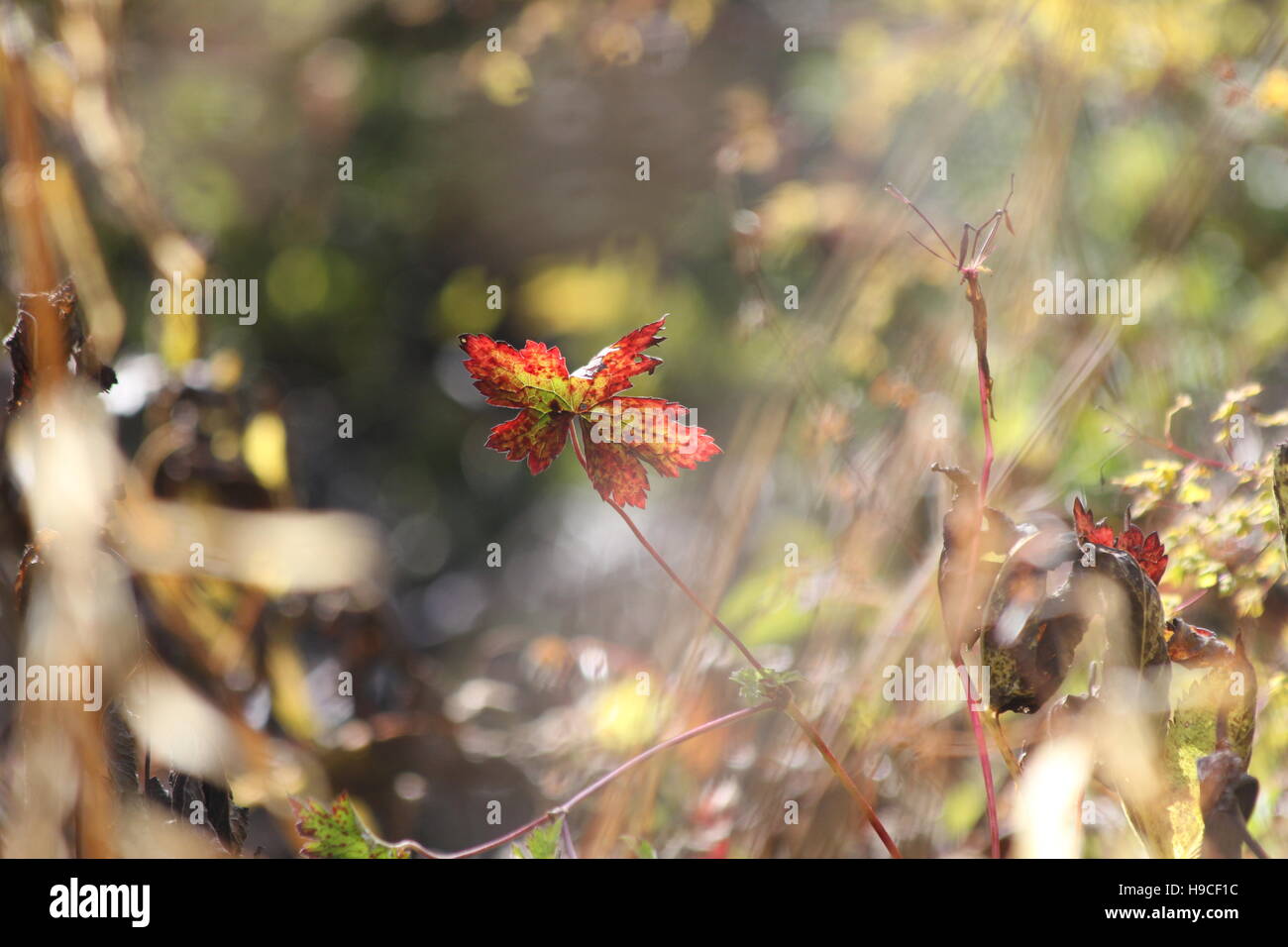 Green edges leaf hi-res stock photography and images - Alamy