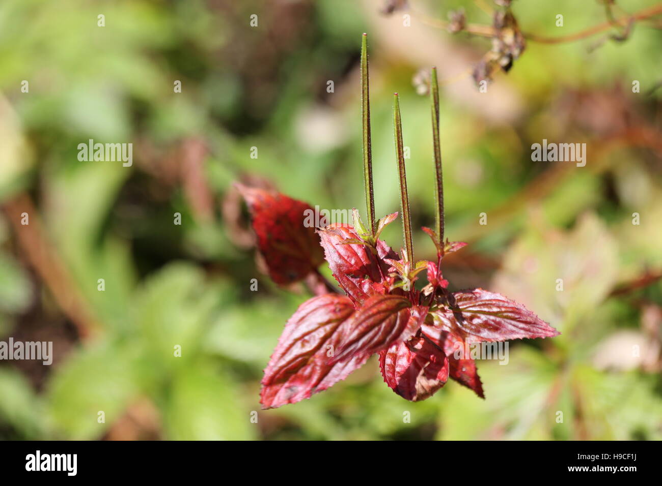 Redleaf hi-res stock photography and images - Alamy