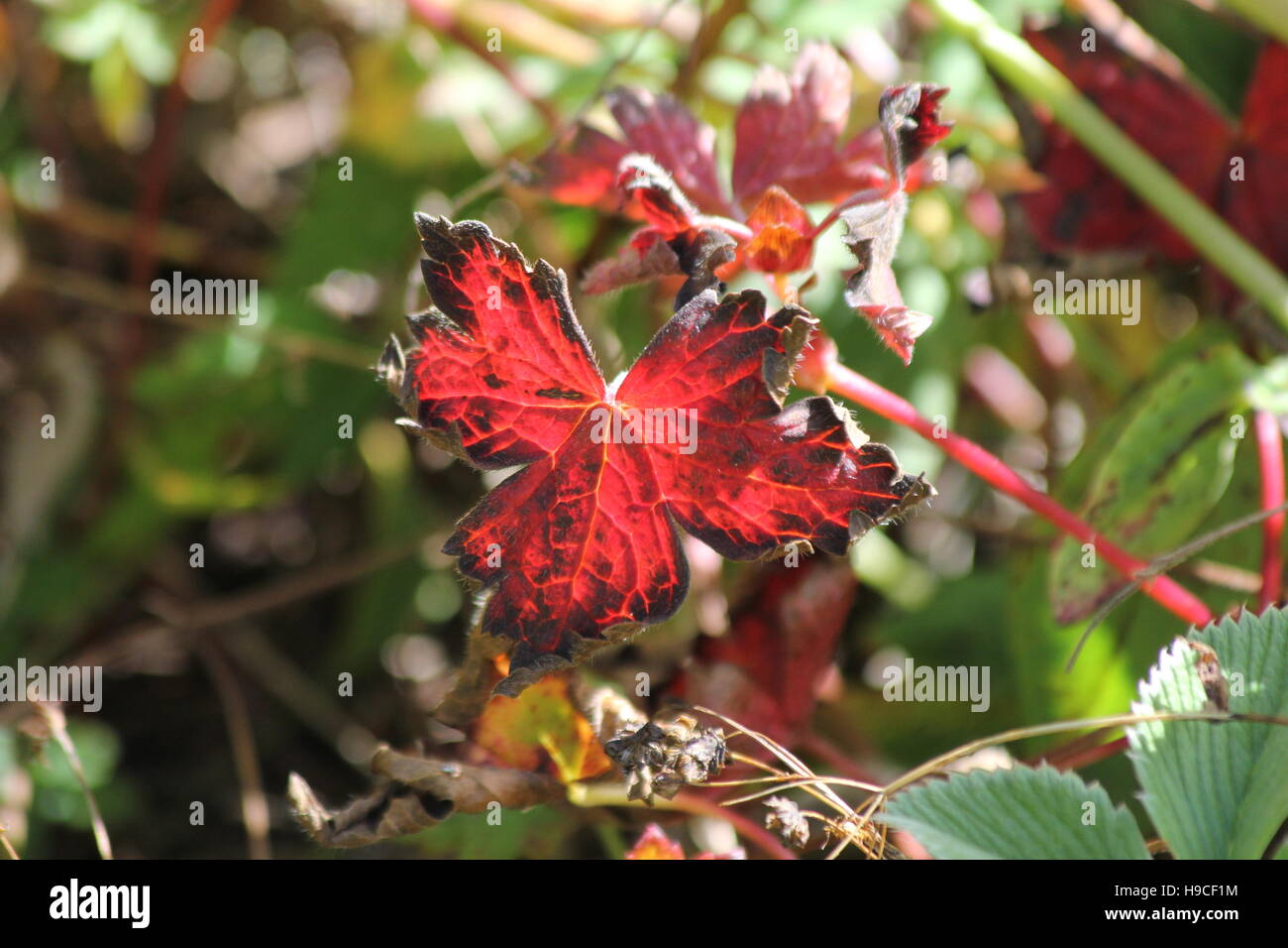 Brown edges hi-res stock photography and images - Alamy