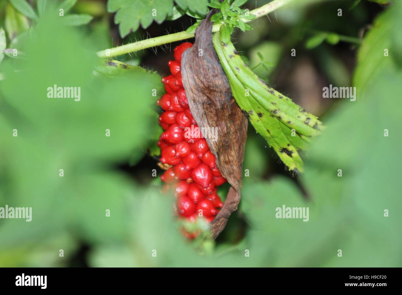 Hanging red berries hi-res stock photography and images - Alamy