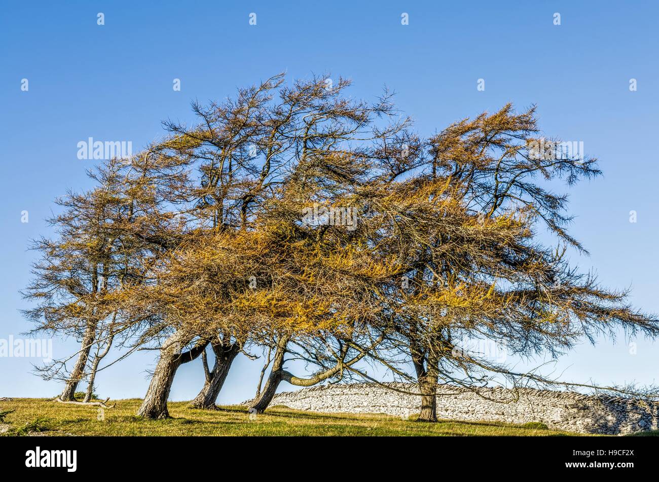 Wind blown trees in field Stock Photo - Alamy