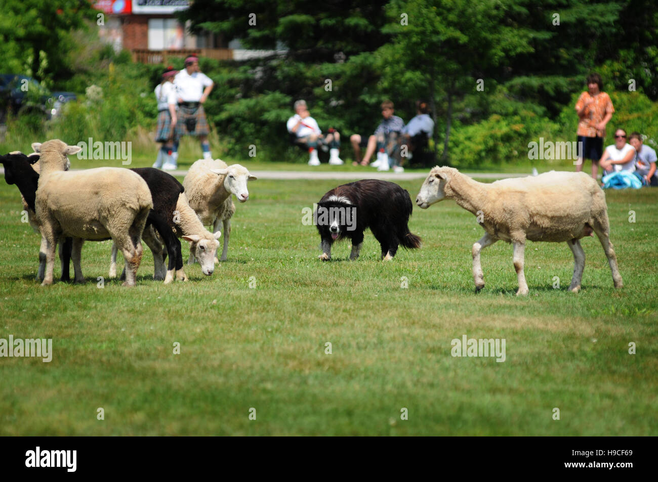 sheep dog herding sheep at a demonstration Stock Photo - Alamy