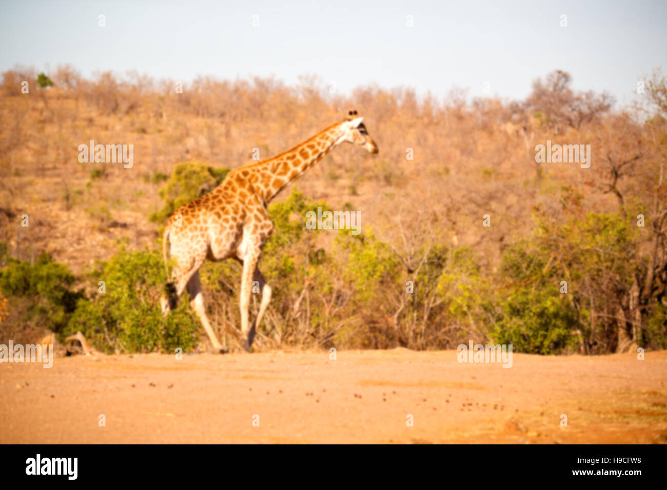 blur in south africa kruger wildlife nature reserve and wild giraffe ...