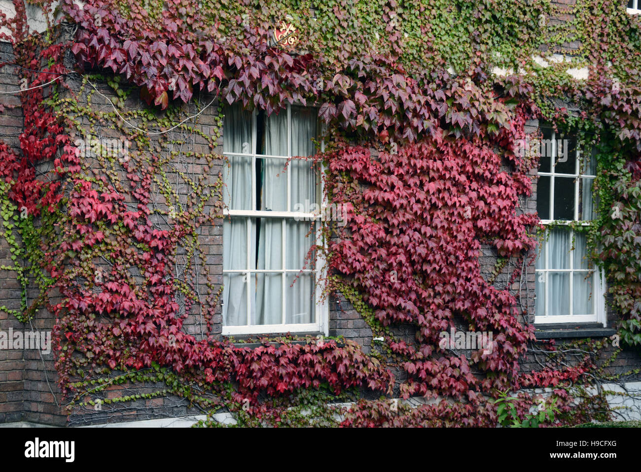 Ivy on wall, in Cambridge, England Stock Photo - Alamy