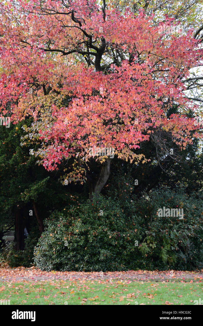 Tree in Autumn, Nottingham, England Stock Photo - Alamy