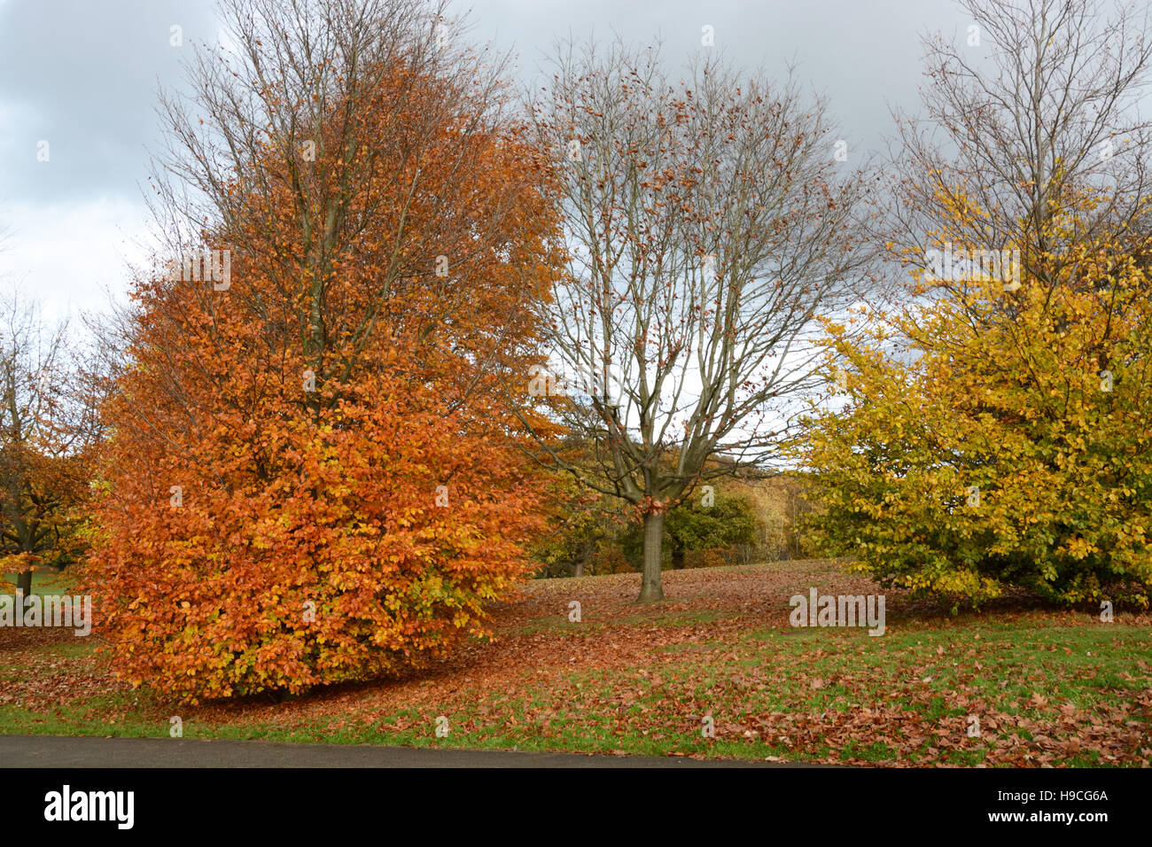 Trees in Autumn colors, Bramcote, Nottingham Stock Photo - Alamy