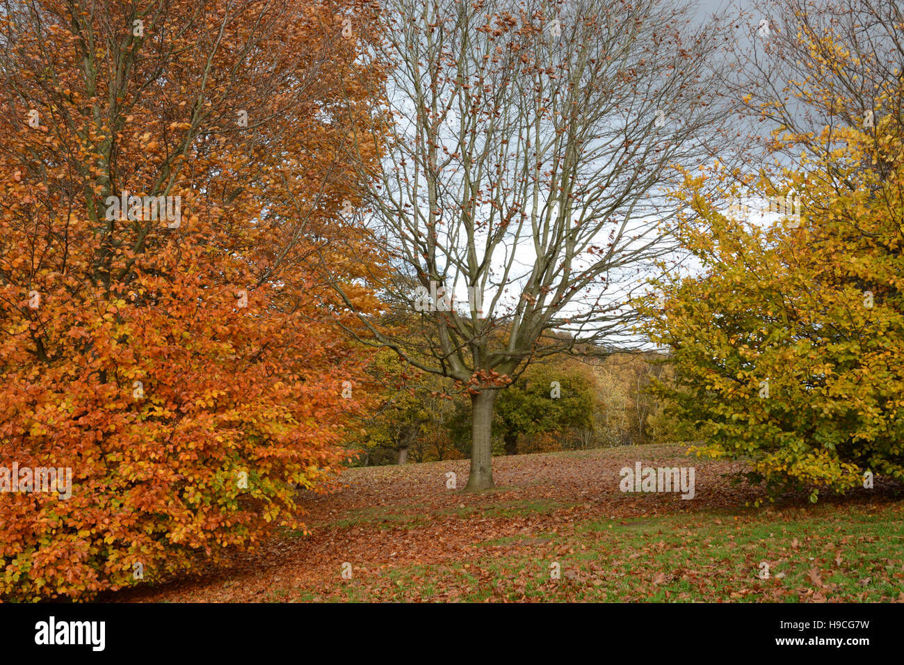 Trees in Autumn colors. Nottingham Stock Photo - Alamy