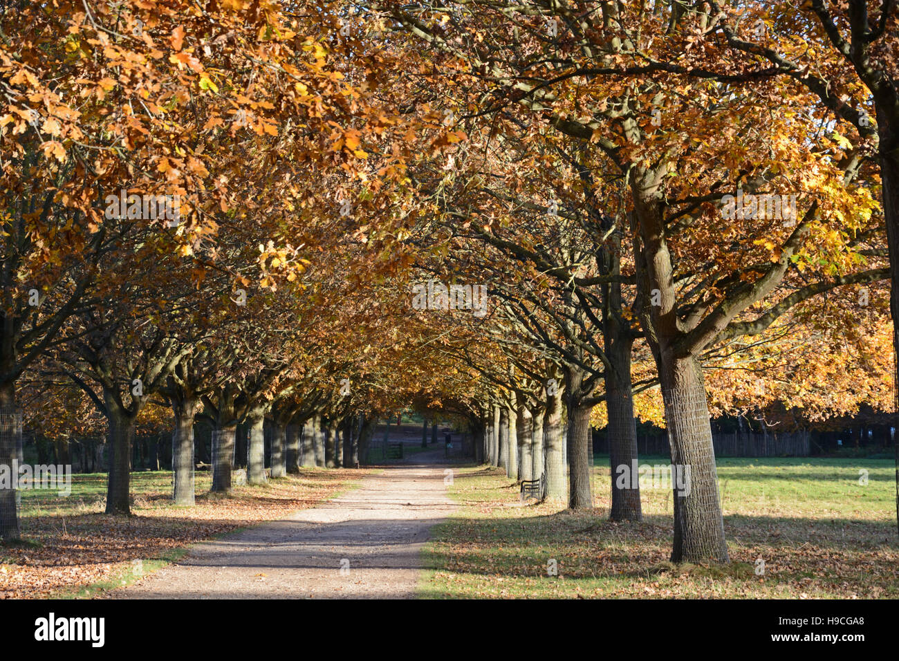 Grove of trees in Autumn, Wollaton Park Stock Photo - Alamy