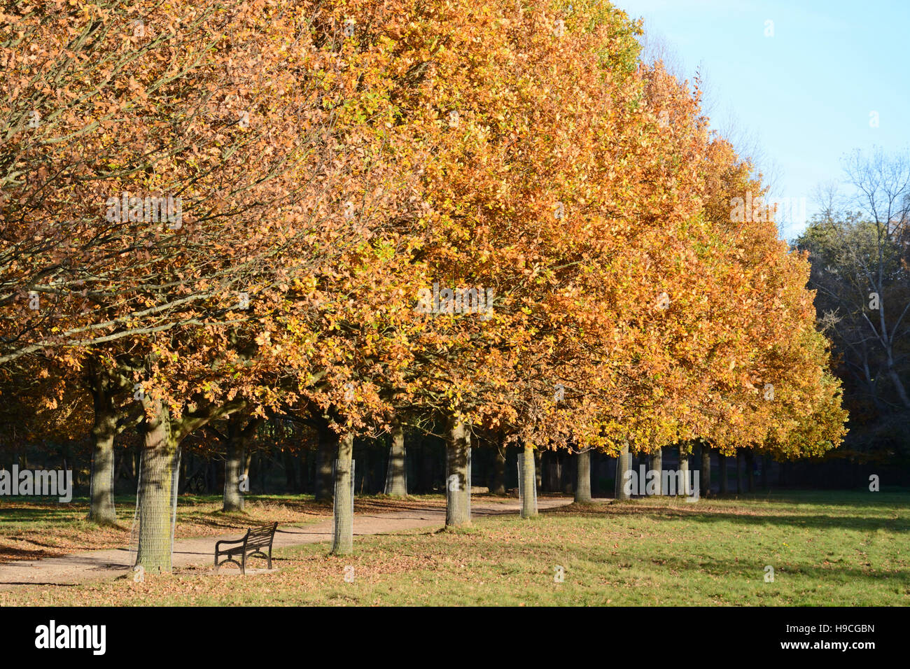 Grove of trees, in autumn foliage Stock Photo - Alamy