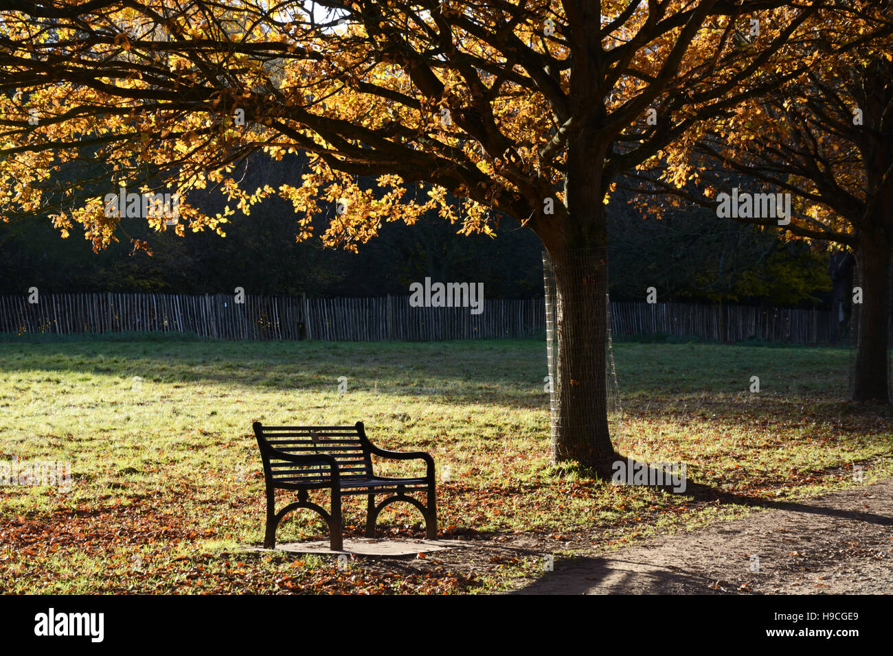 Wollaton park bench hi-res stock photography and images - Alamy