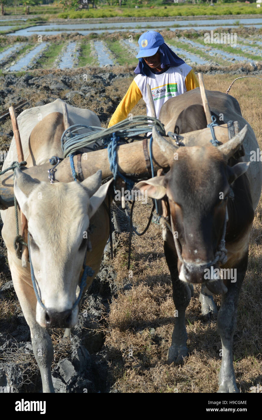 Basri marzuki hi-res stock photography and images - Alamy