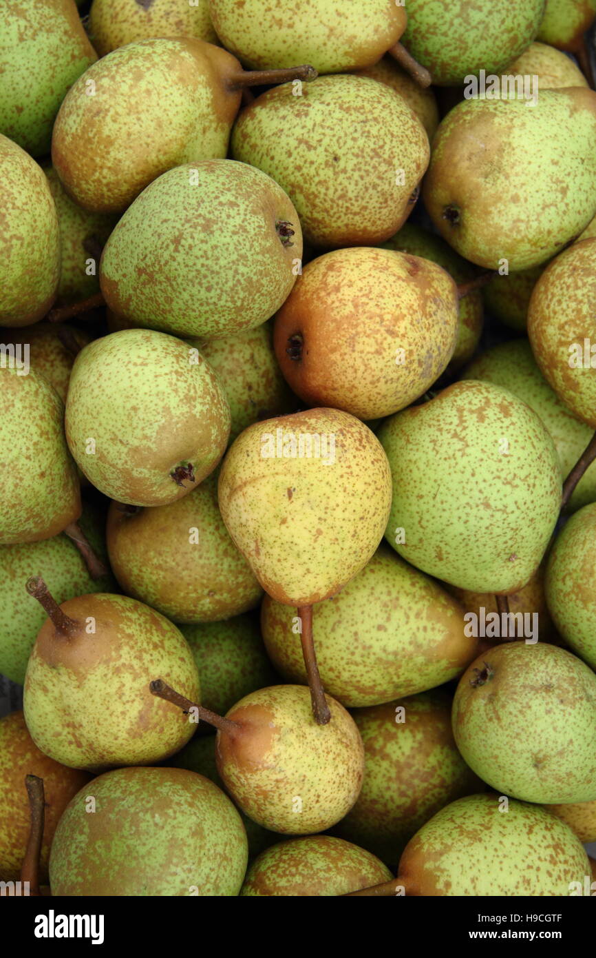 Freshly harvested pears (pyrus communis) variety 'Beurre Diel' in an ...