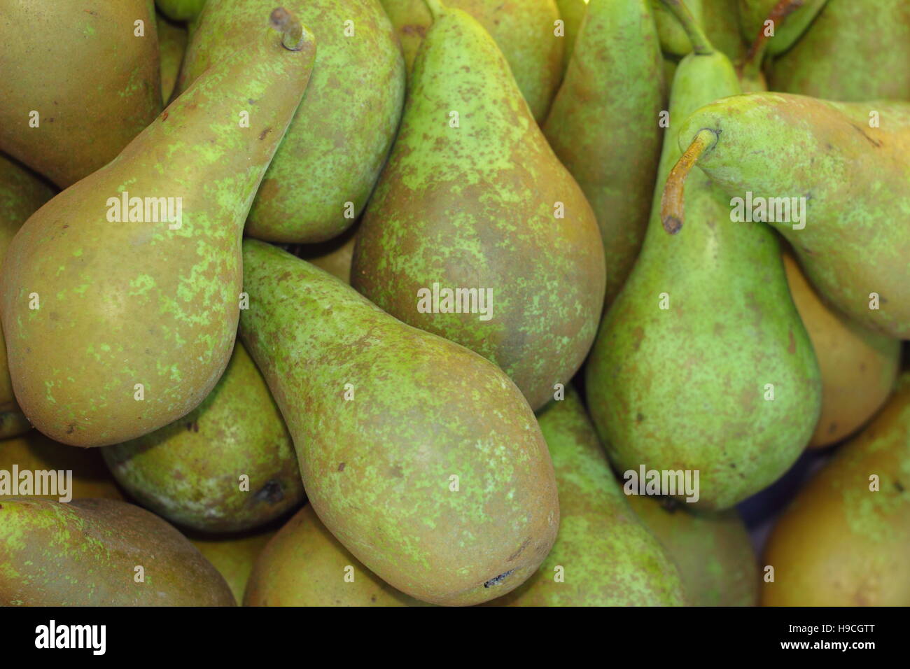 Freshly harvested conference pears (pyrus communis) gathered in a ...