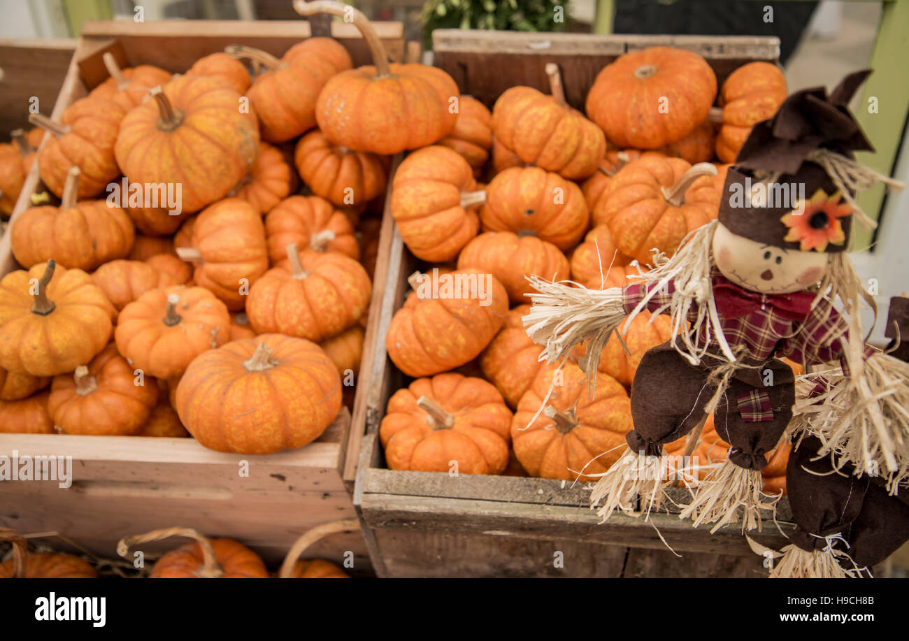 Colorful autumn pumpkins Stock Photo - Alamy
