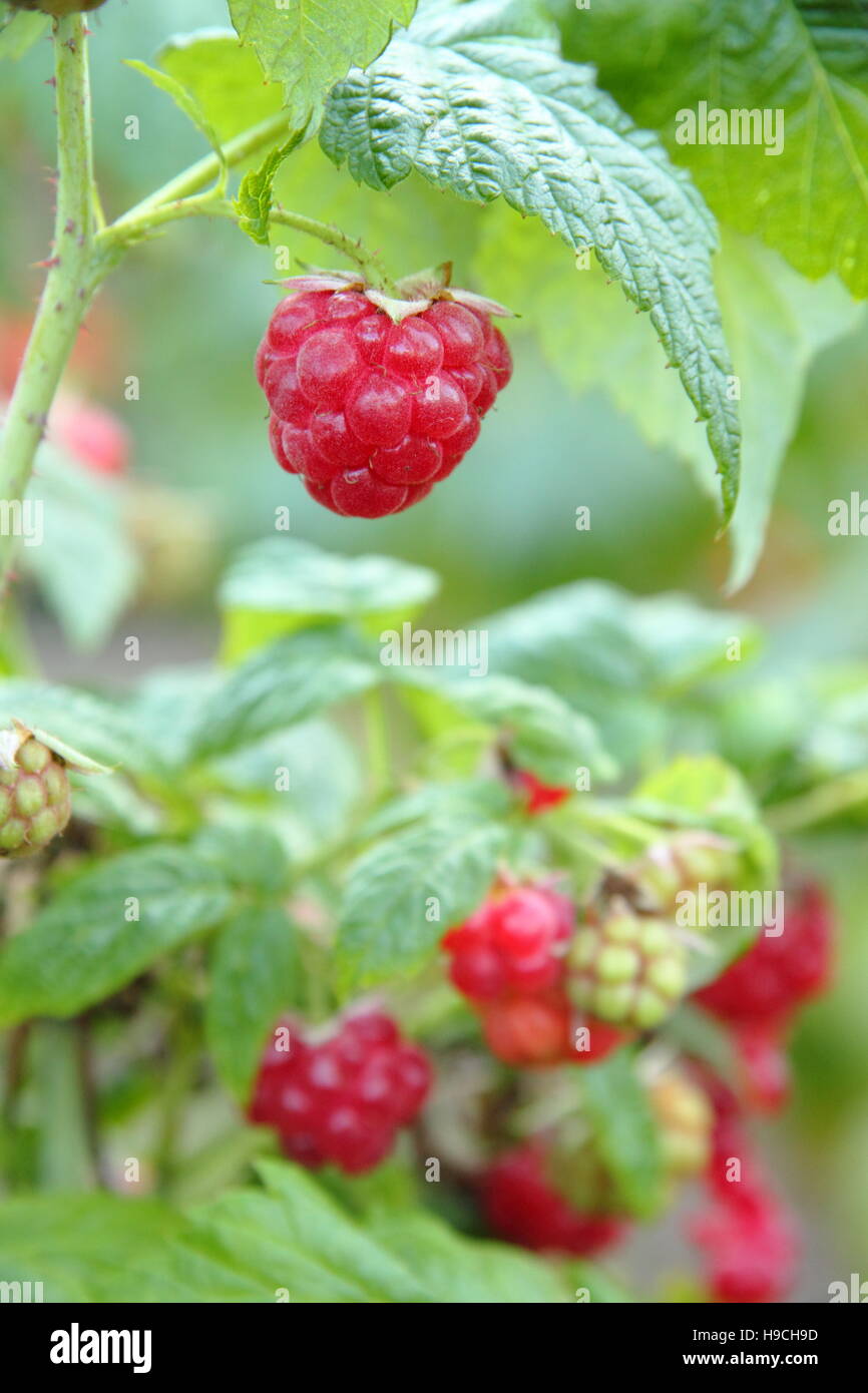 Sun ripenend 'Autumn Bliss' (rubus idaeus) raspberry fruit on the cane ...