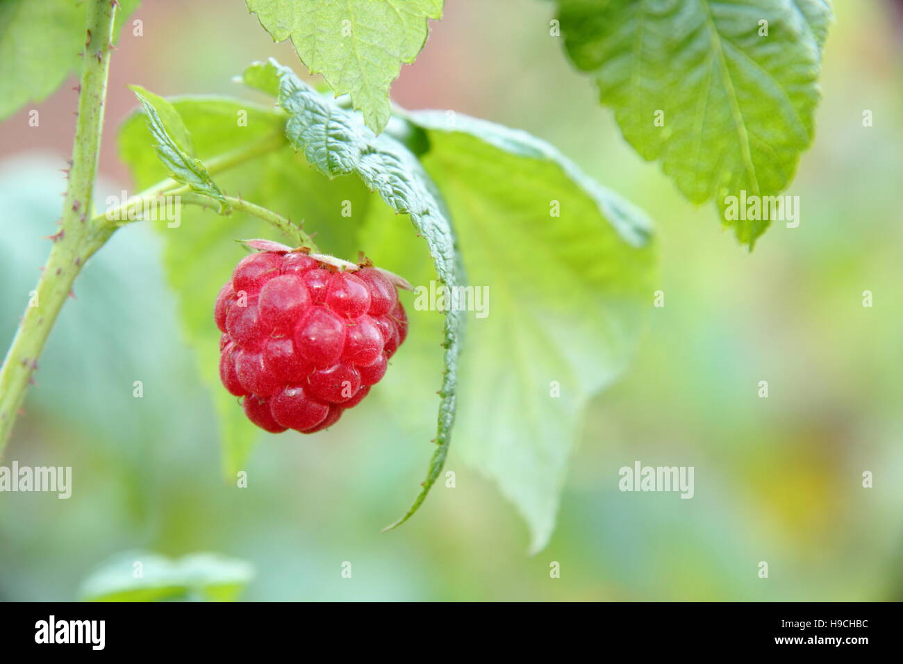 Sun ripenend 'Autumn Bliss' (rubus idaeus) raspberry fruit on the cane ...