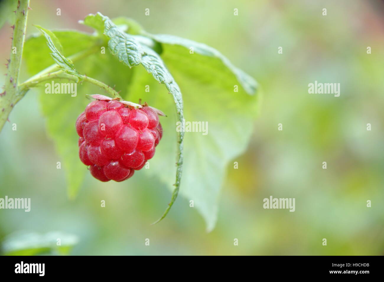 Sun ripenend 'Autumn Bliss' (rubus idaeus) raspberry fruit on the cane ...