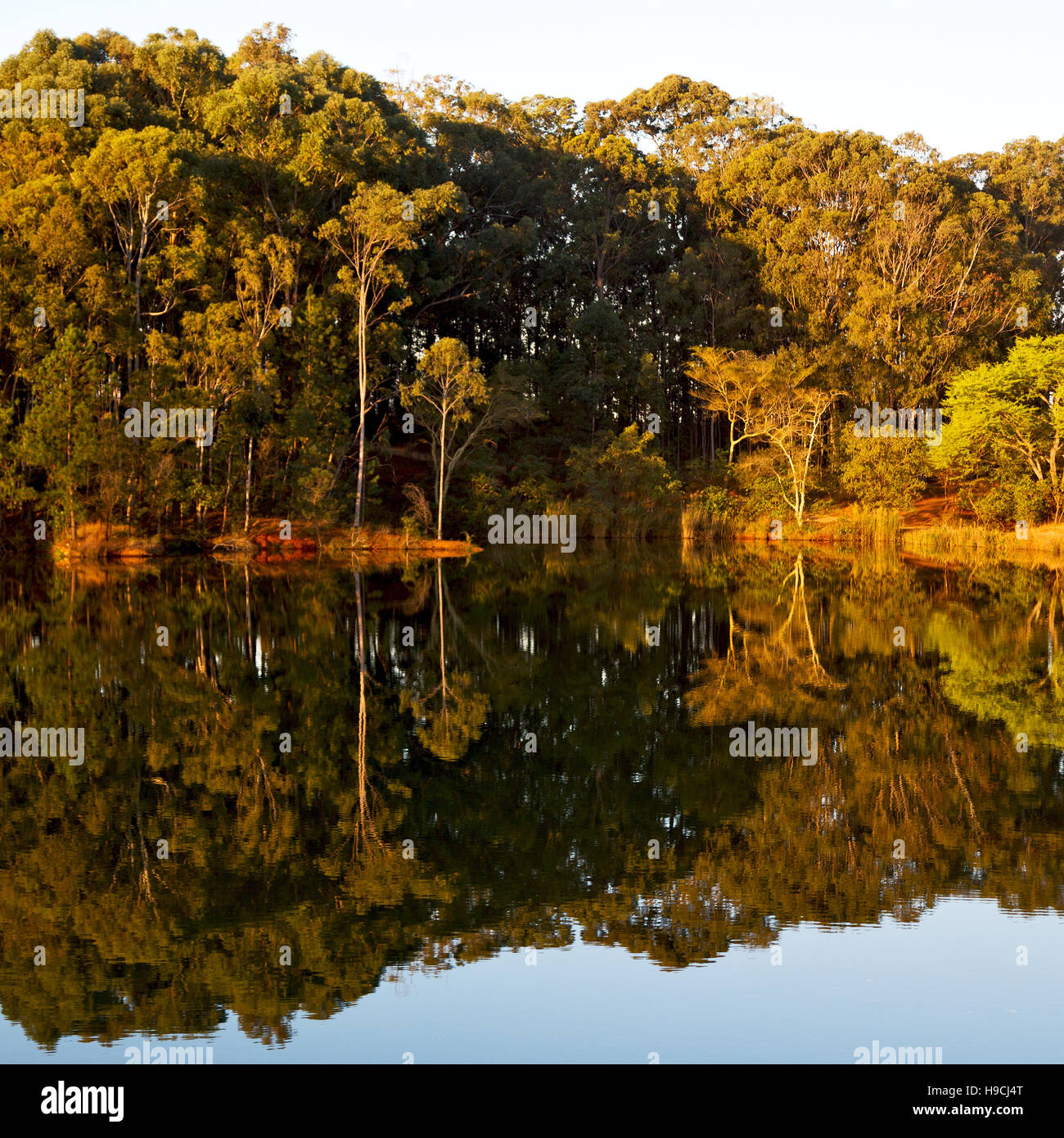 in lesotho mlilwane wildlife santuary the pound lake and tree ...