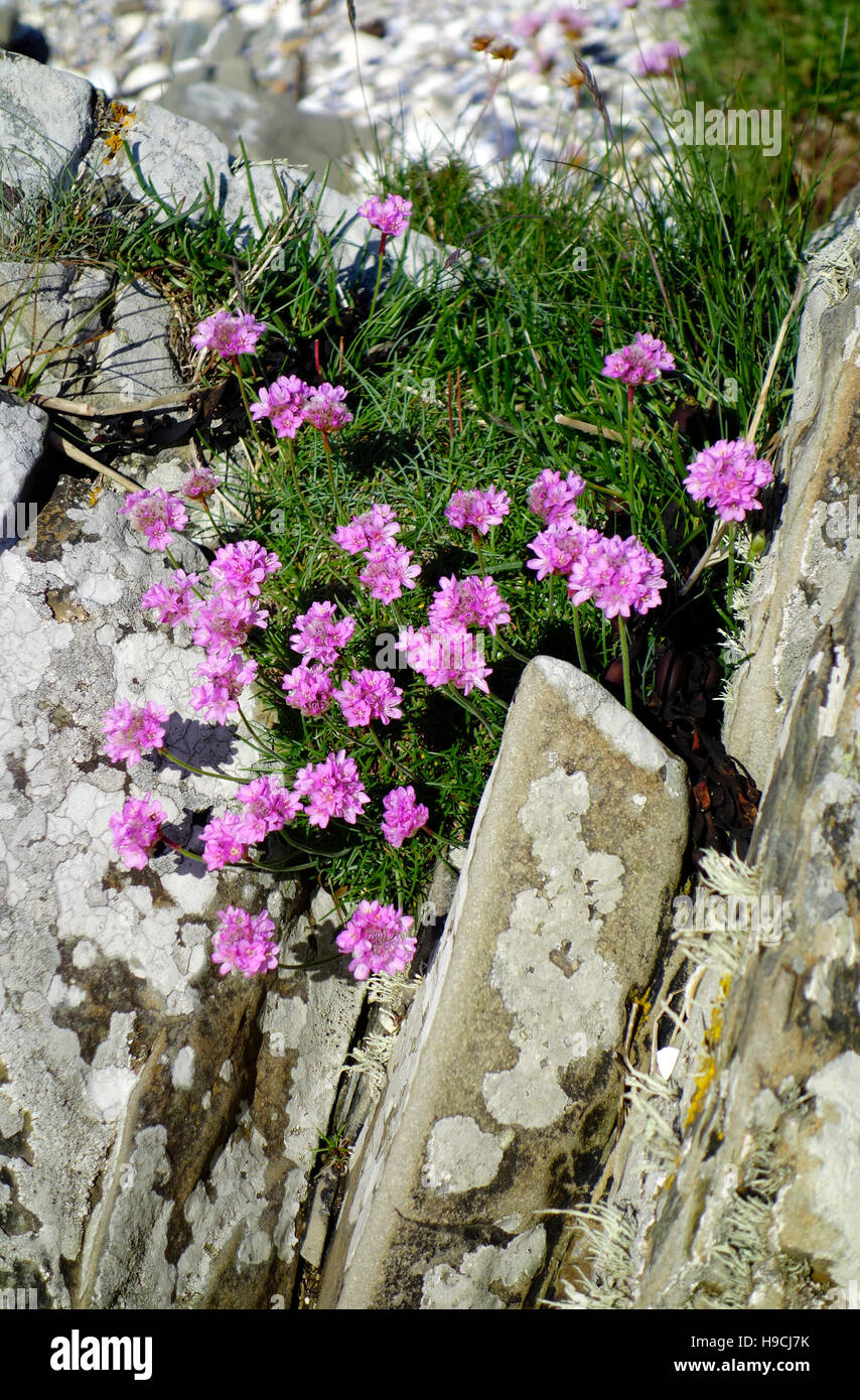 Thrift growing in rocks hi-res stock photography and images - Alamy