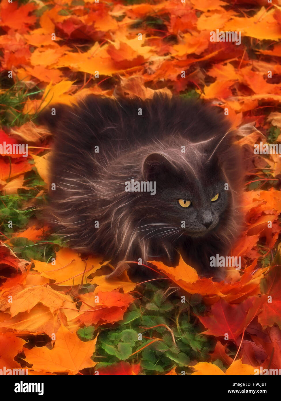 cat in fall leaves Stock Photo - Alamy
